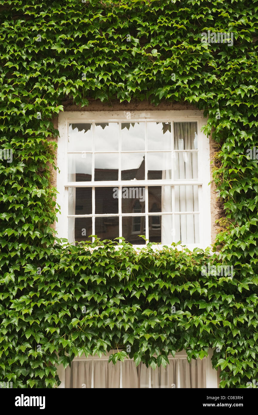 Maison de couverture de lierre Banque de photographies et d’images à ...