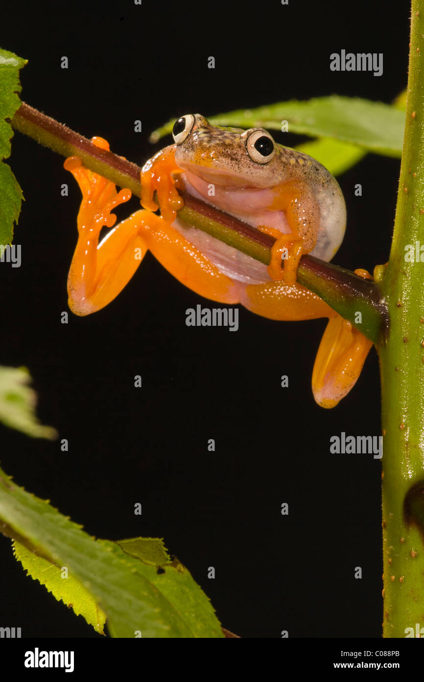 Grenouille humoristique Banque de photographies et d’images à haute ...