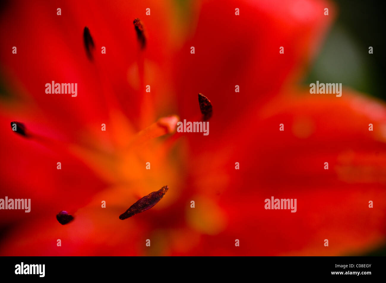 Lys rouge Banque de photographies et d’images à haute résolution - Alamy