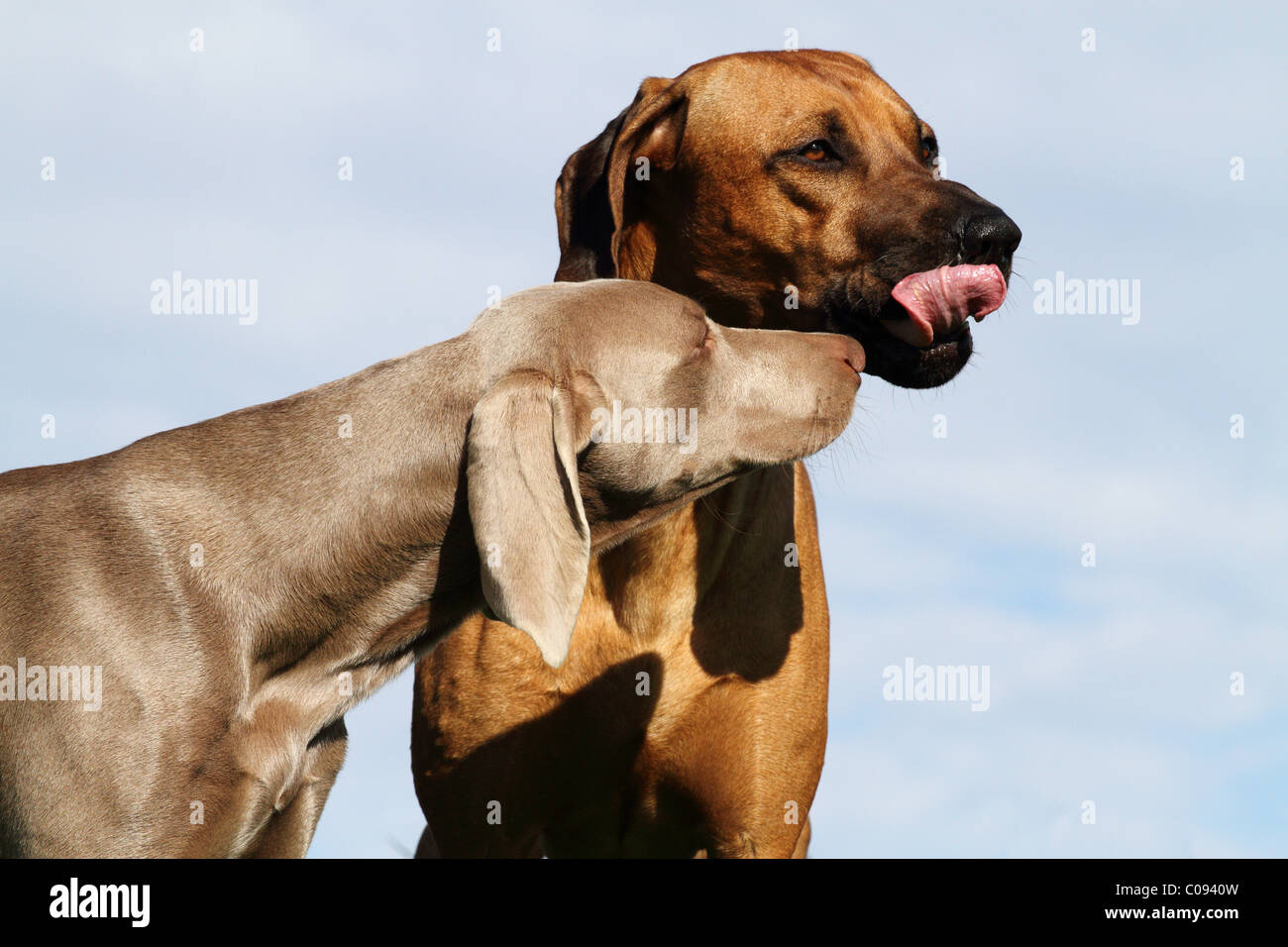 Weimaraner and rhodesian ridgeback Banque de photographies et d’images ...