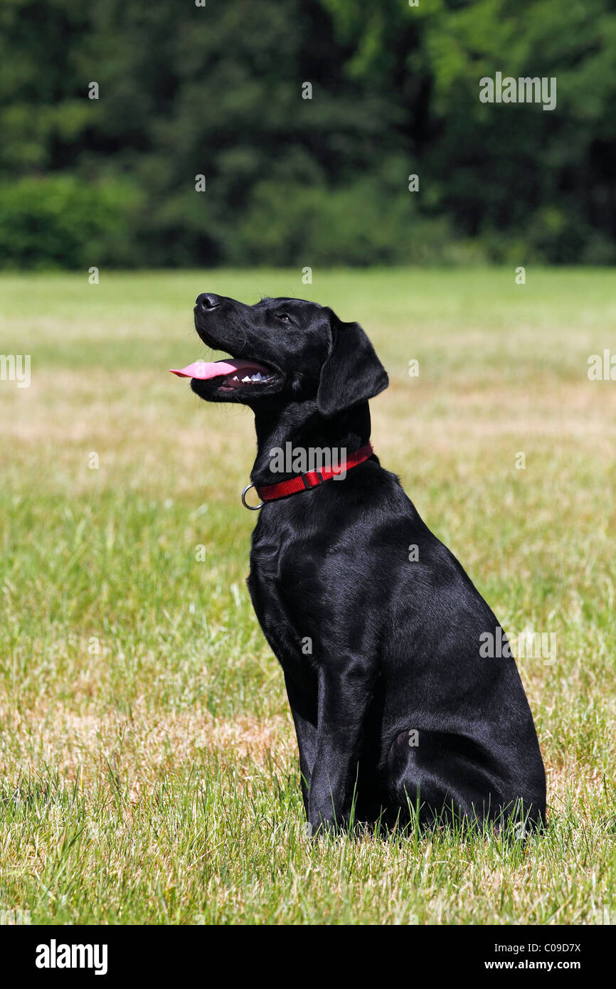 Chien assis profil Banque de photographies et d’images à haute ...