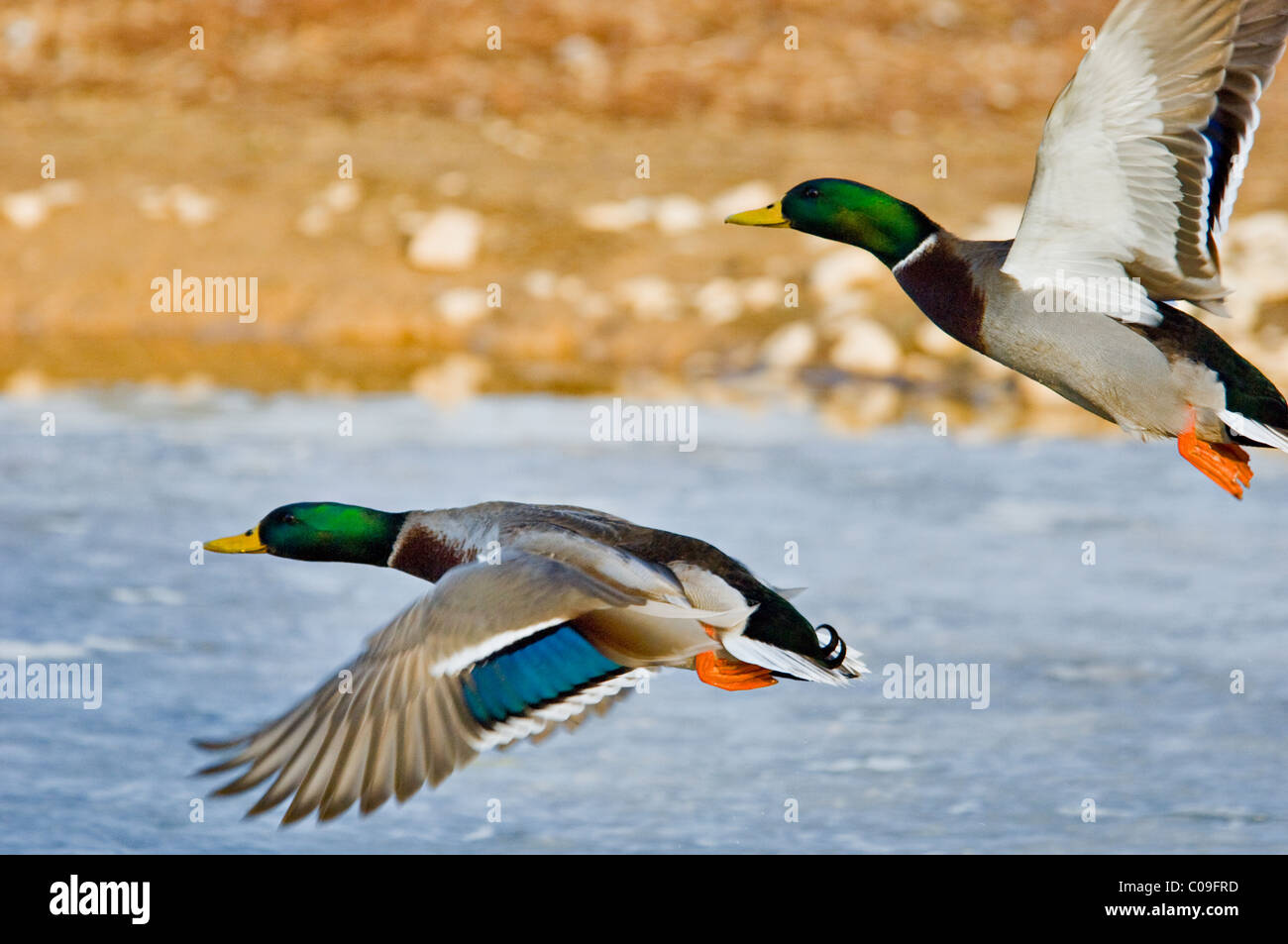 Colverts en vol Banque de photographies et d’images à haute résolution ...