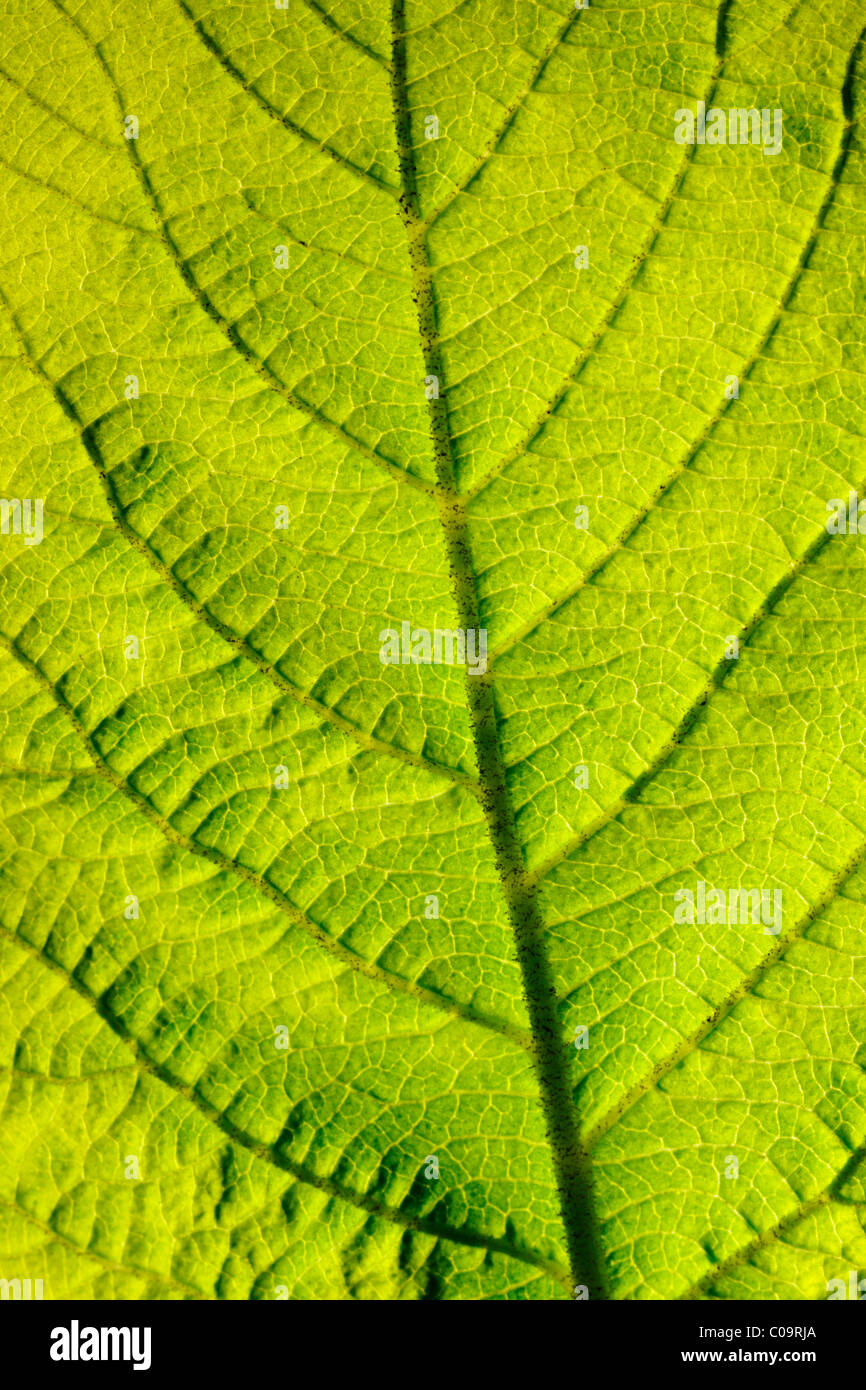 Structure des nervures des feuilles Banque de photographies et d’images ...