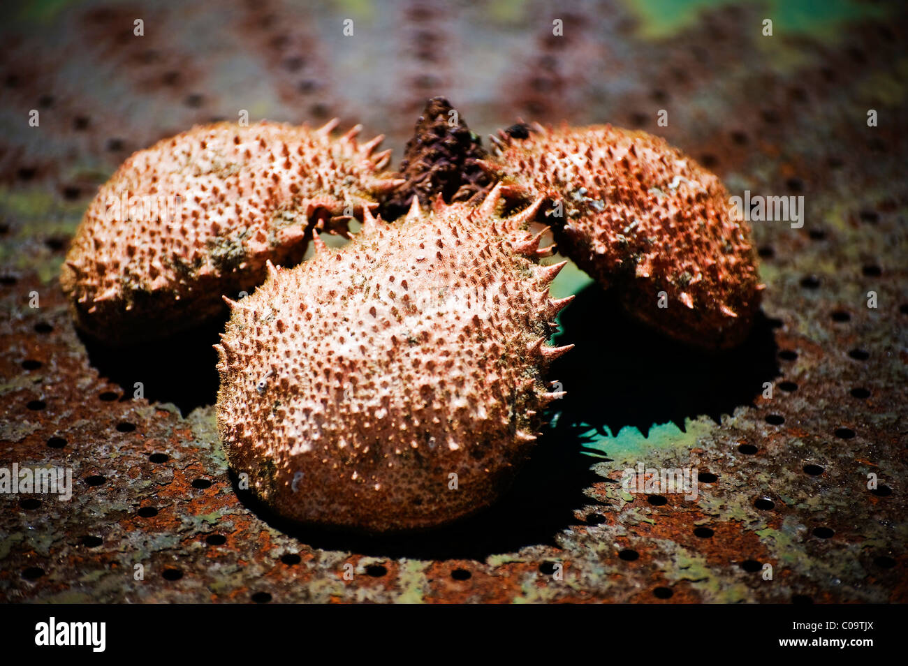 Animaux avec exosquelettes Banque de photographies et d’images à haute ...
