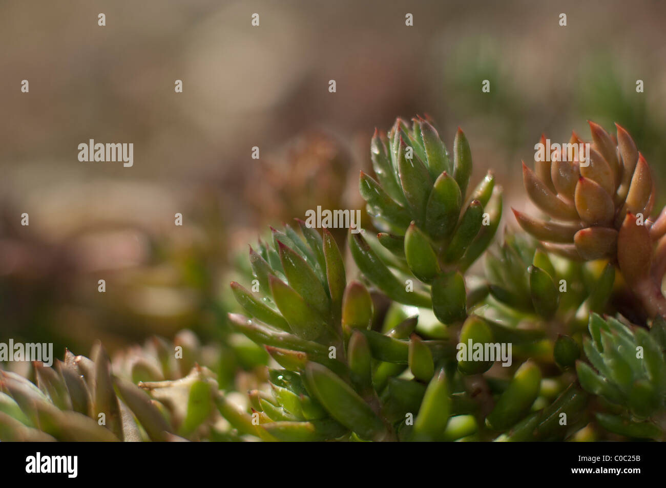 Sedum reflexum Banque de photographies et d’images à haute résolution ...