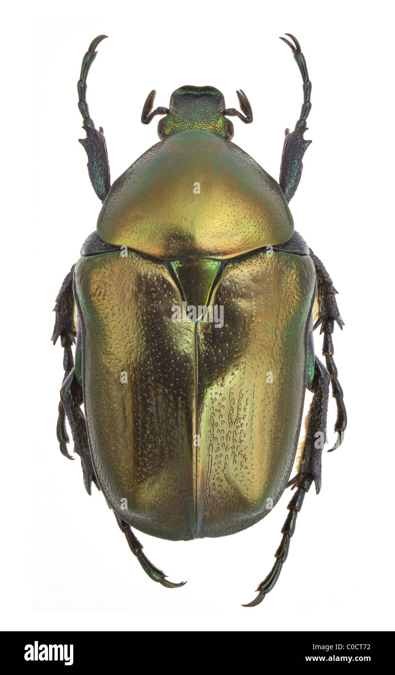 Protaetia angustata Banque de photographies et d’images à haute ...