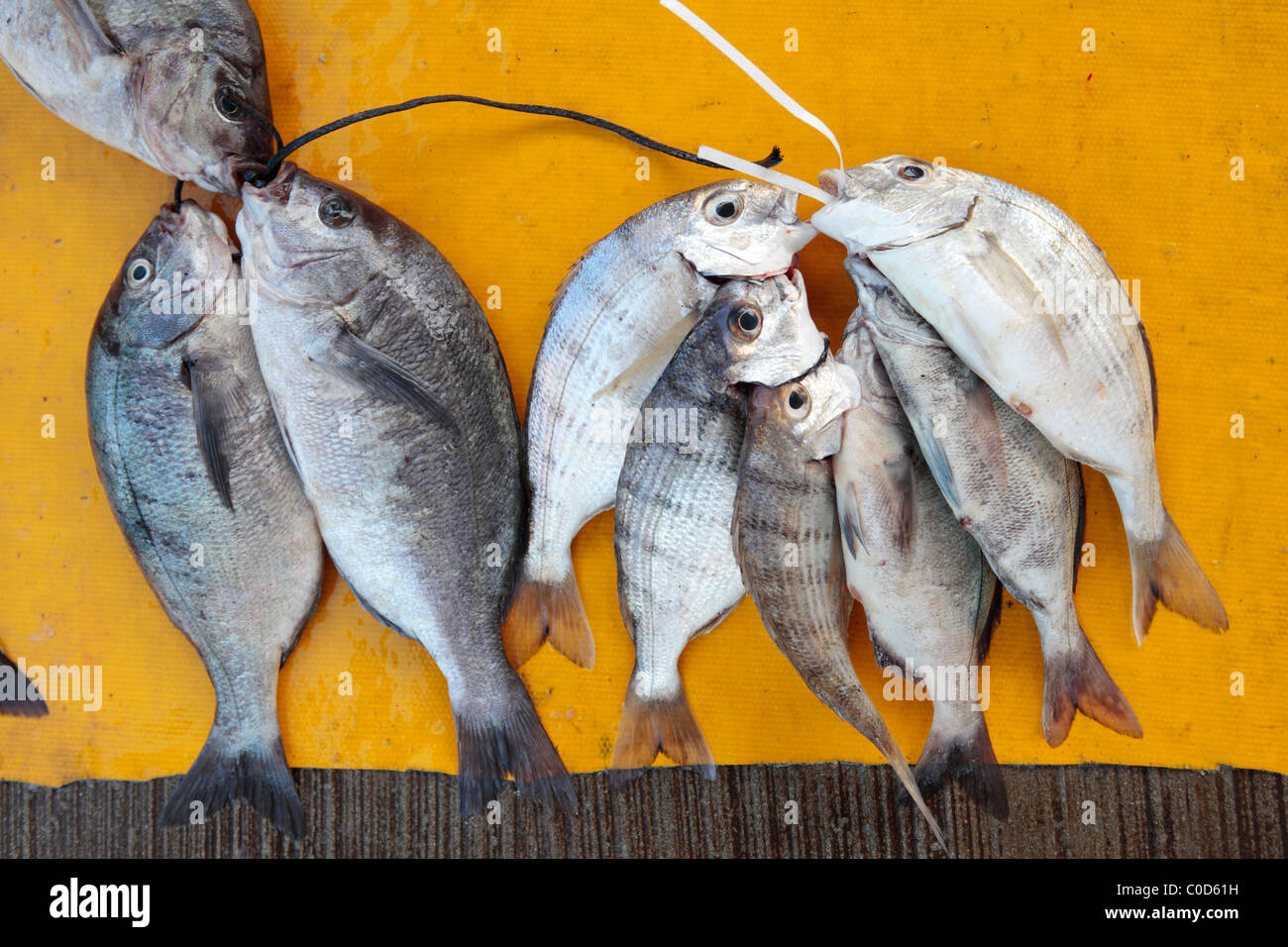 Poisson daurade Banque de photographies et d’images à haute résolution ...