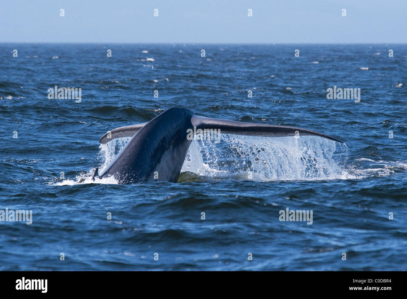 Rorqual bleu Banque de photographies et d’images à haute résolution - Alamy