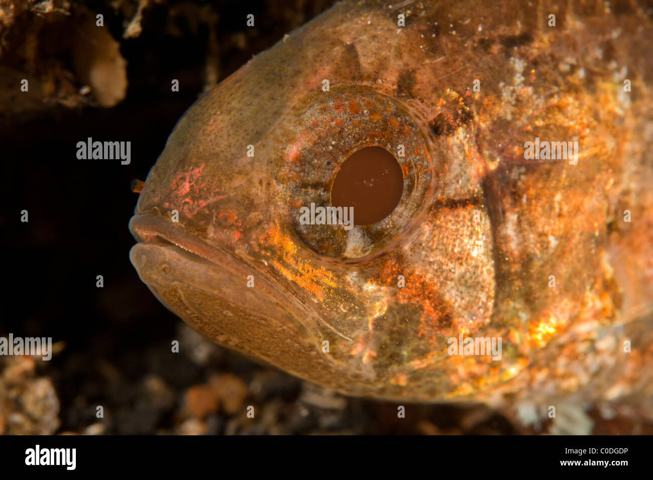 Cardinalfish apogon sp Banque de photographies et d’images à haute ...