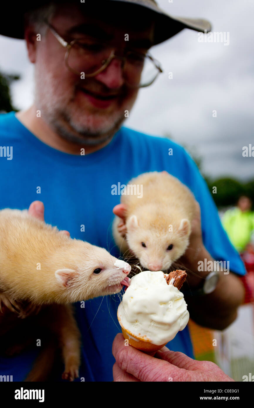 Animals eating ice cream Banque de photographies et d’images à haute ...