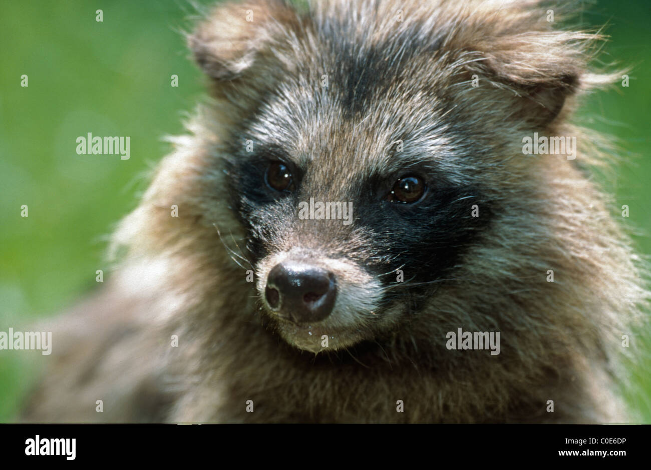 Marderhund enok animal Banque de photographies et d’images à haute ...