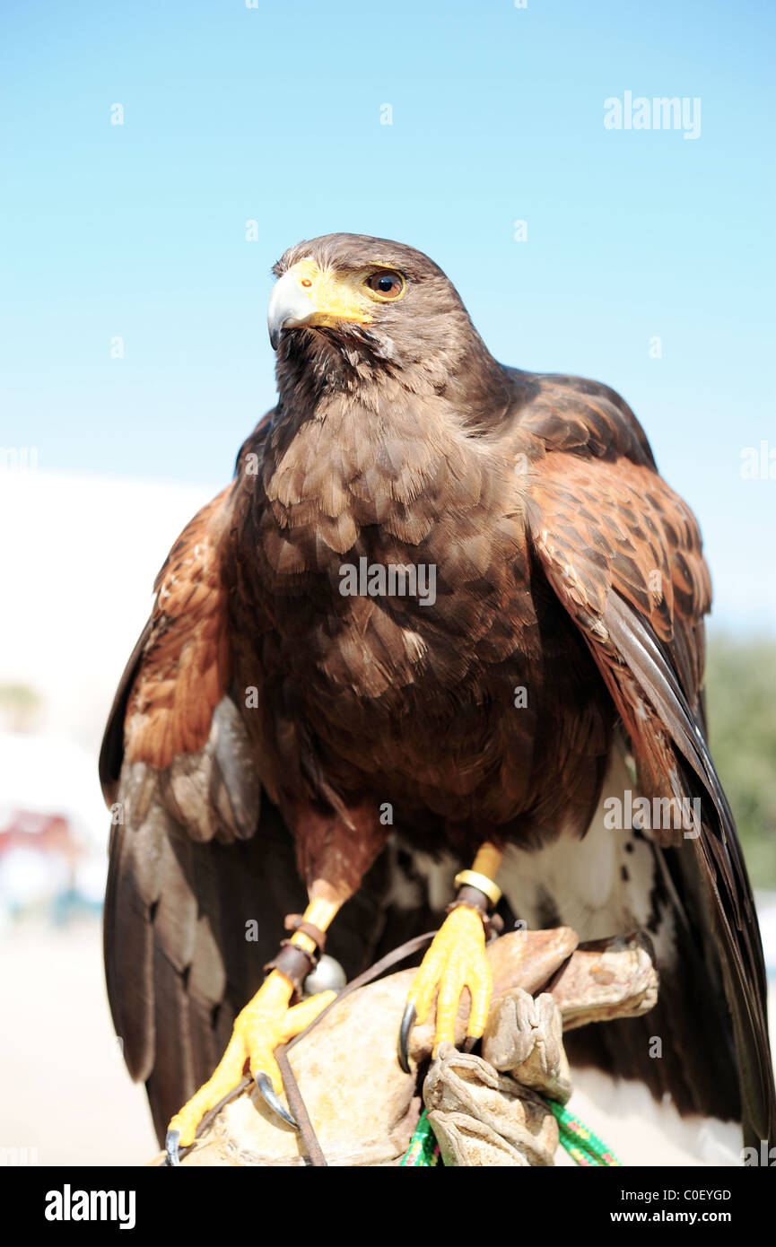 Animal trainers Banque de photographies et d’images à haute résolution ...