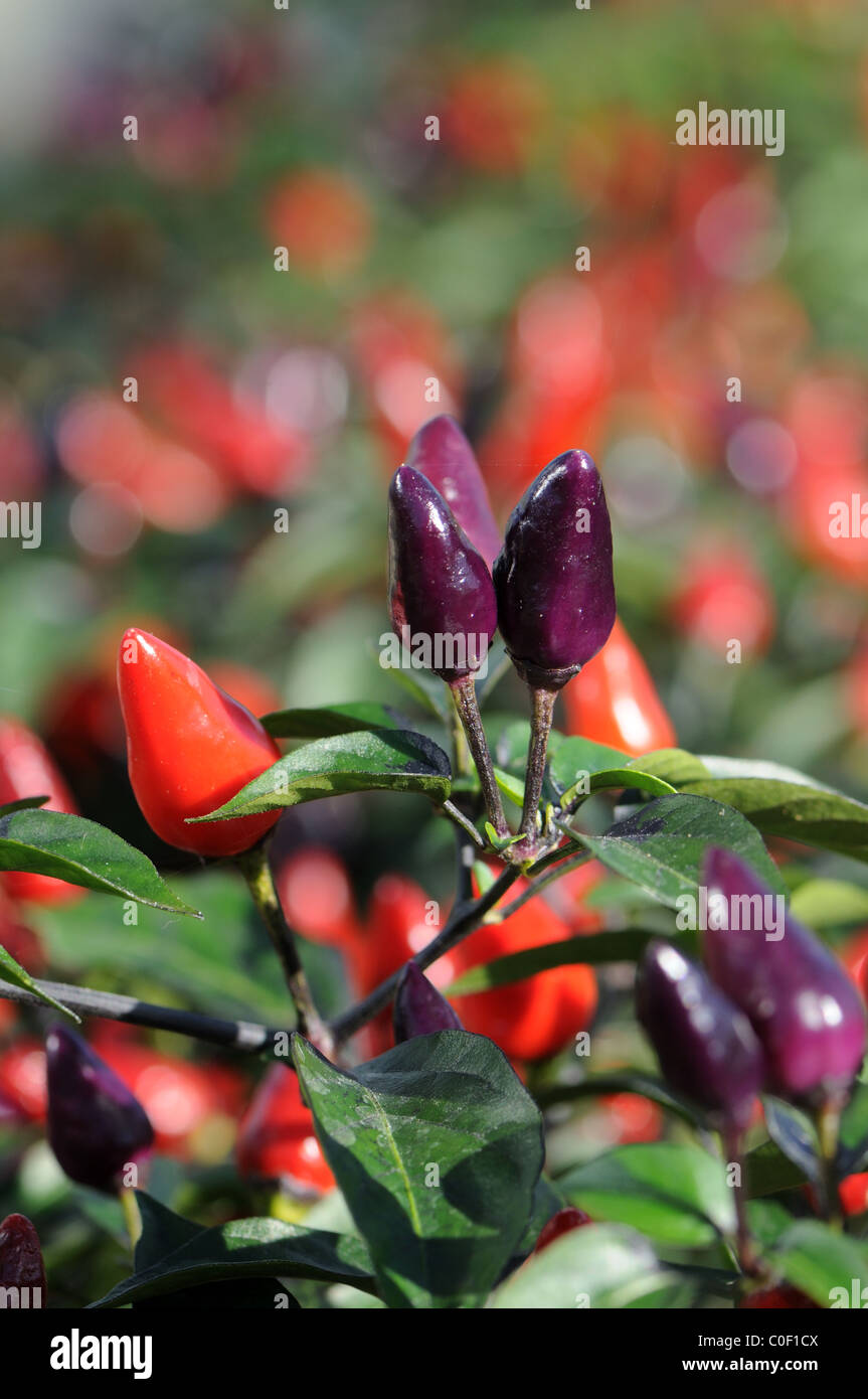 Piment de guirlande lumineuse Banque de photographies et d’images à ...