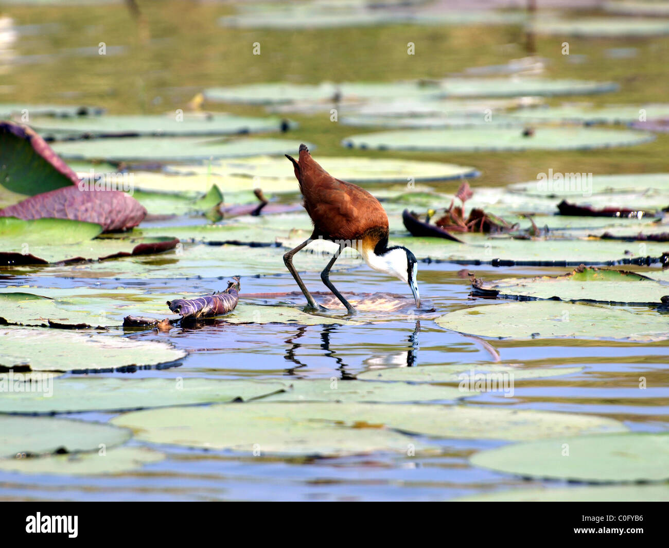 Jesus bird Banque de photographies et d’images à haute résolution - Alamy