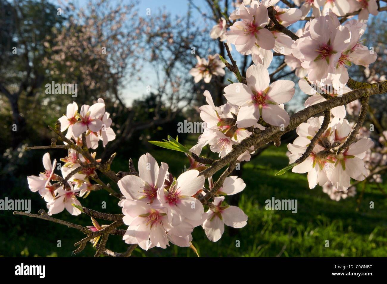 Amandier en fleurs et soleil Banque de photographies et d’images à ...