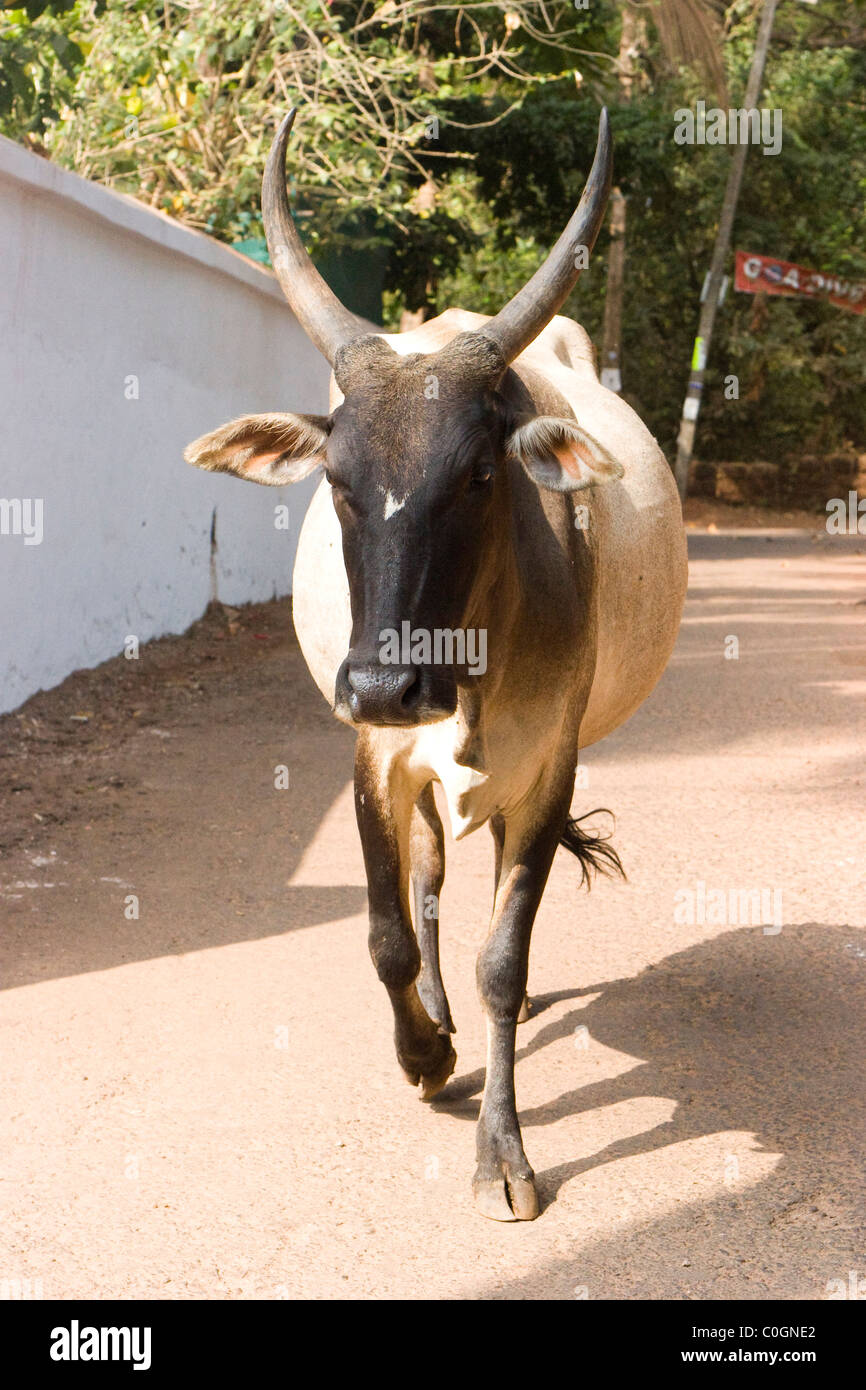 Vache À Grandes Cornes Banque d'image et photos - Alamy