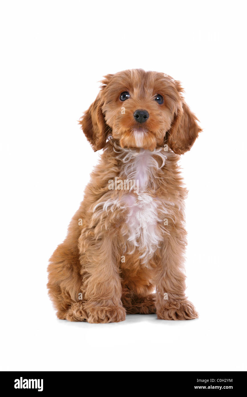 Chien cockapoo Banque de photographies et d’images à haute résolution ...