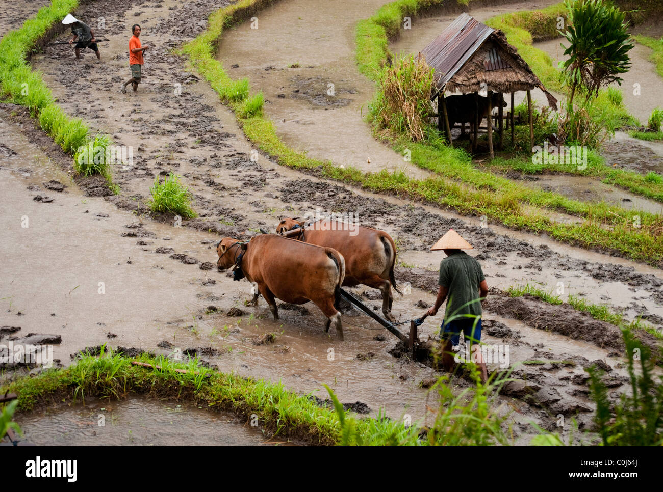 Charrue à vache Banque de photographies et d’images à haute résolution ...