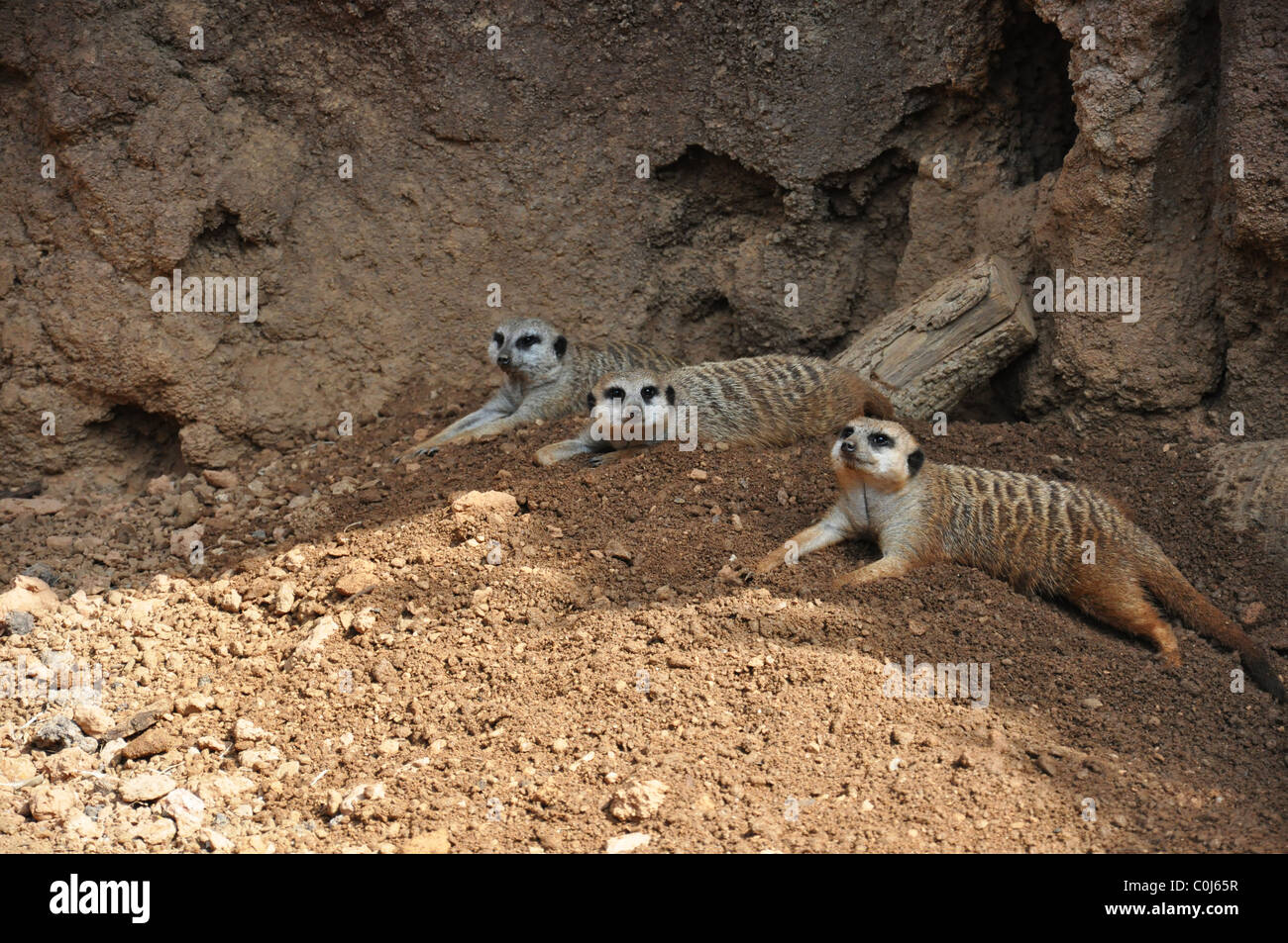 Trois suricates Banque de photographies et d’images à haute résolution ...