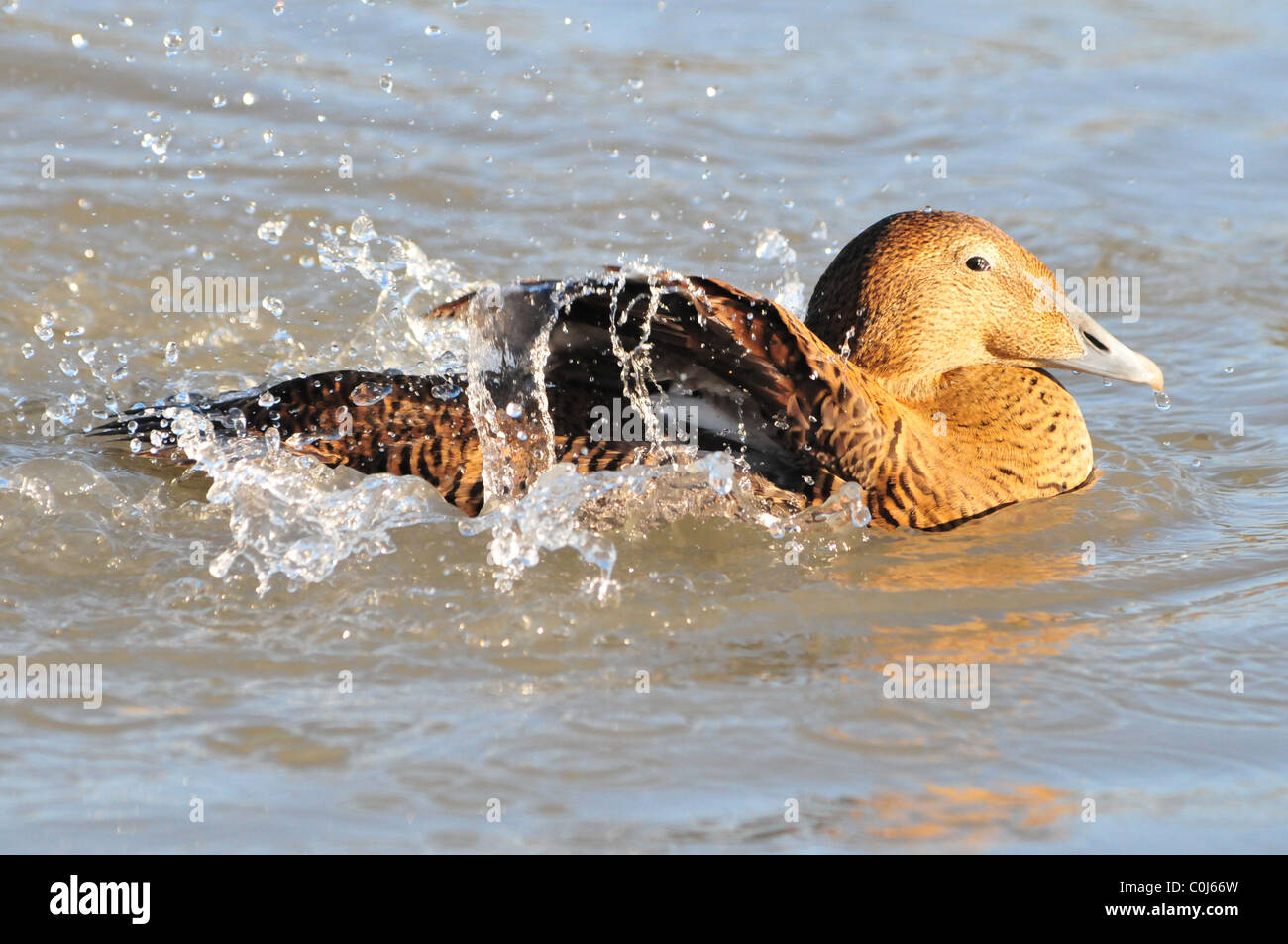Canard eider femelle Banque de photographies et d’images à haute ...