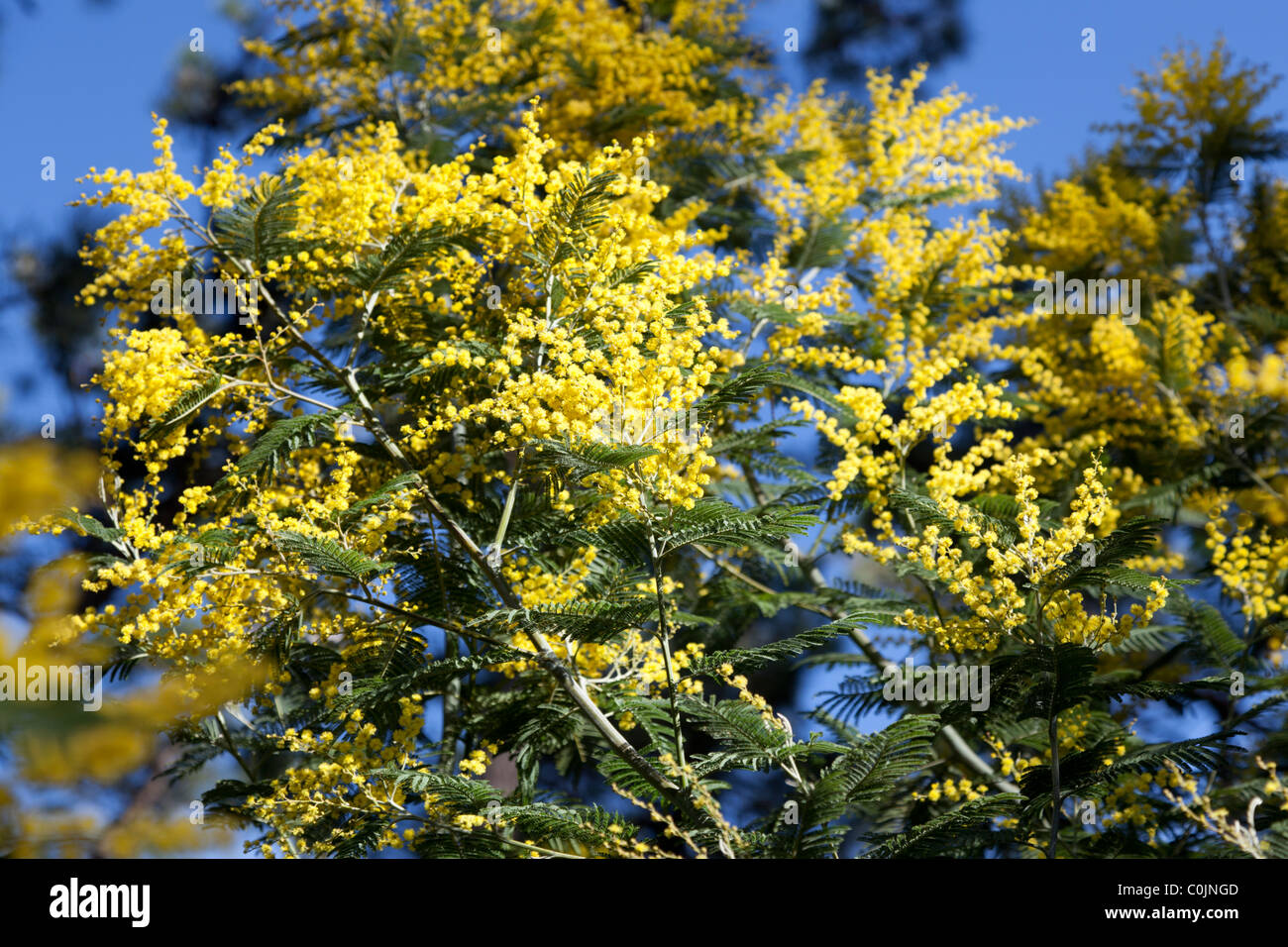 Fleurs En Grappes Jaunes Banque d'image et photos - Alamy