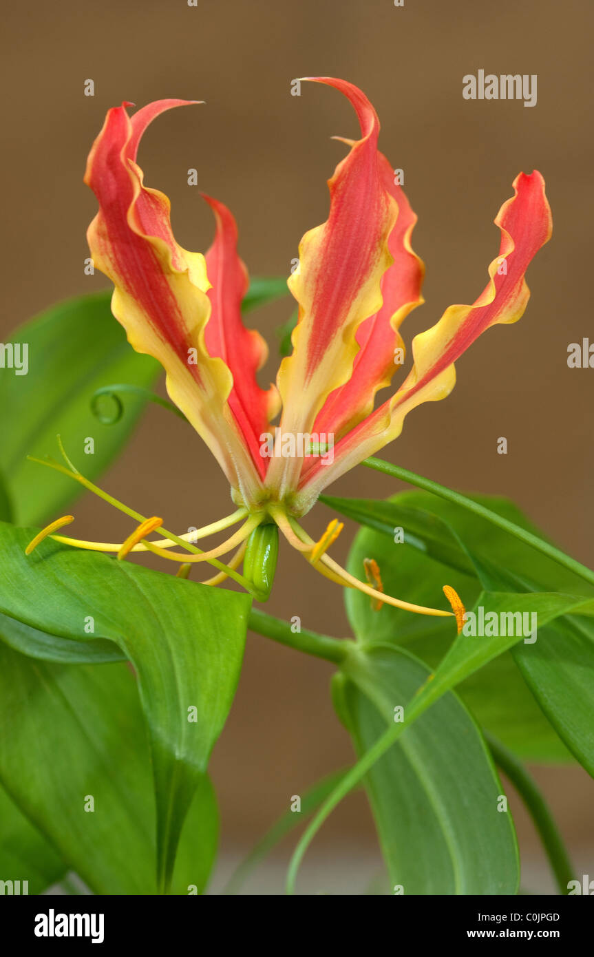 Flame Lily, Lily (Gloriosa Gloriosa superba), fleur Photo Stock - Alamy