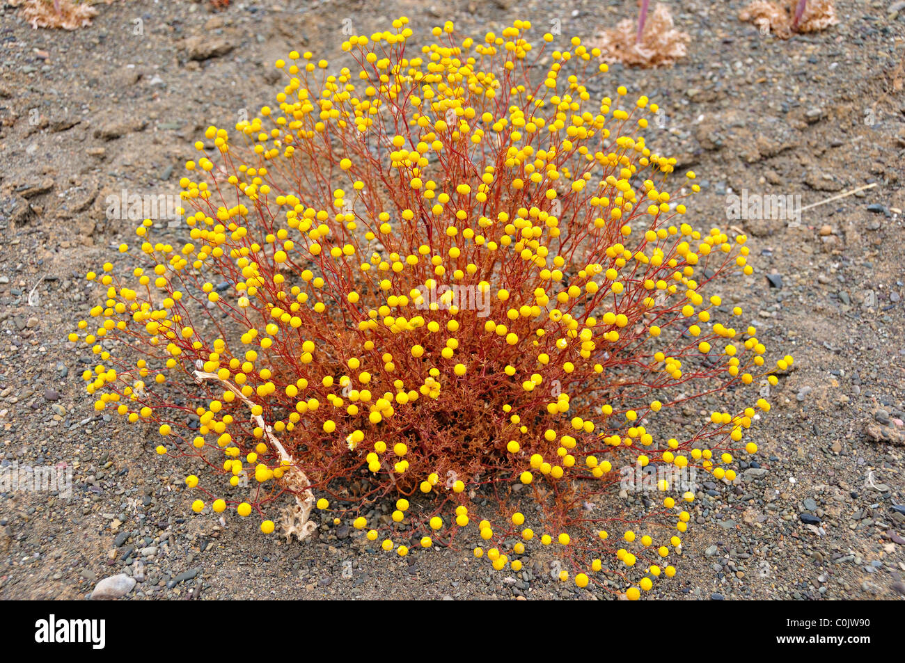 Indigenous plant Banque de photographies et d’images à haute résolution ...