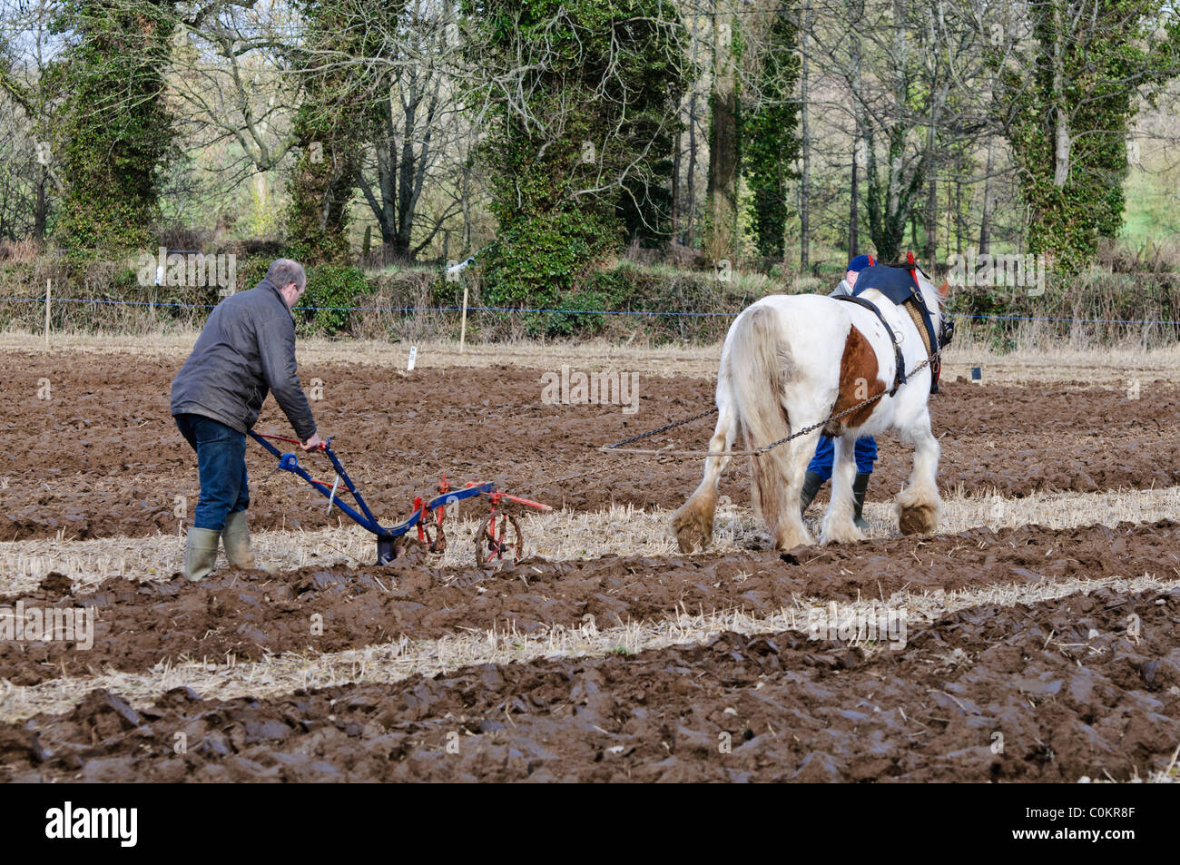 Agriculteur laboure un champ à l'aide d'un cheval et une charrue tirée ...