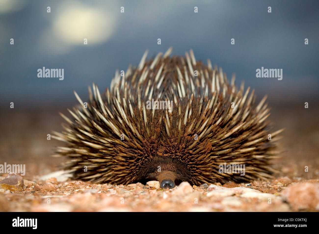 Egg laying mammals Banque de photographies et d’images à haute résolution - Alamy