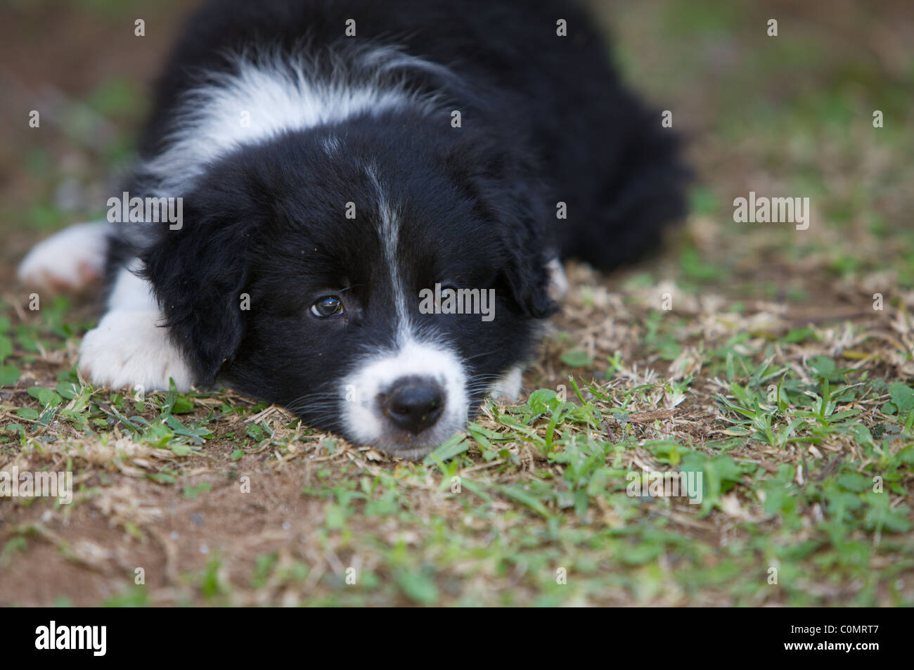 Chiot border collie Banque de photographies et d’images à haute ...