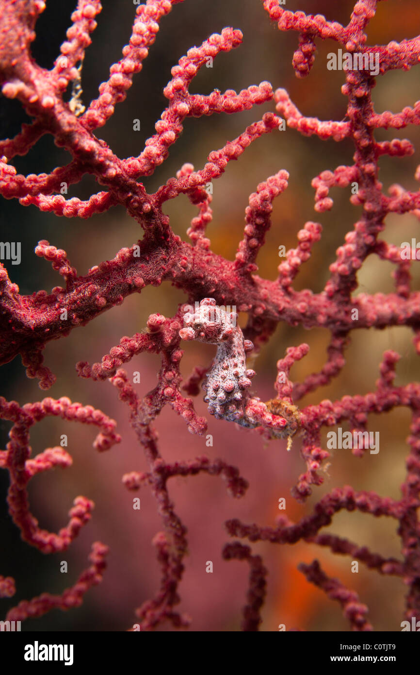 Pygmy seahorse Banque de photographies et d’images à haute résolution ...