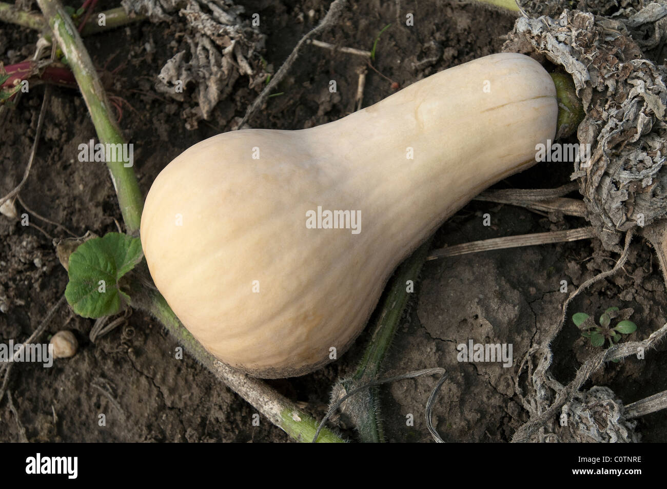 Plante de butternut Banque de photographies et d’images à haute ...