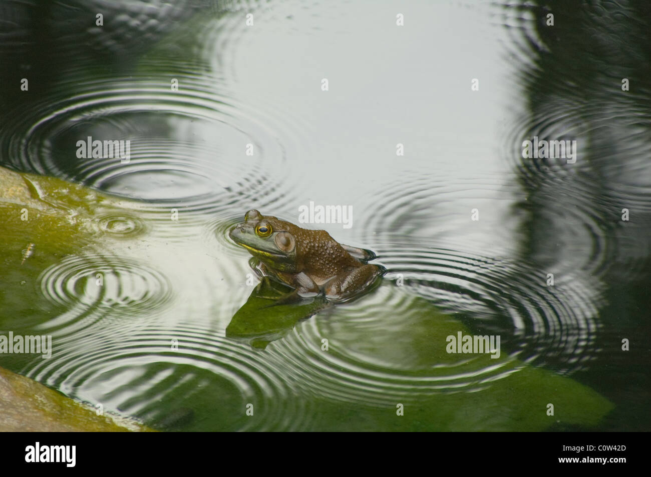 Grenouille sous la pluie Banque de photographies et d’images à haute ...