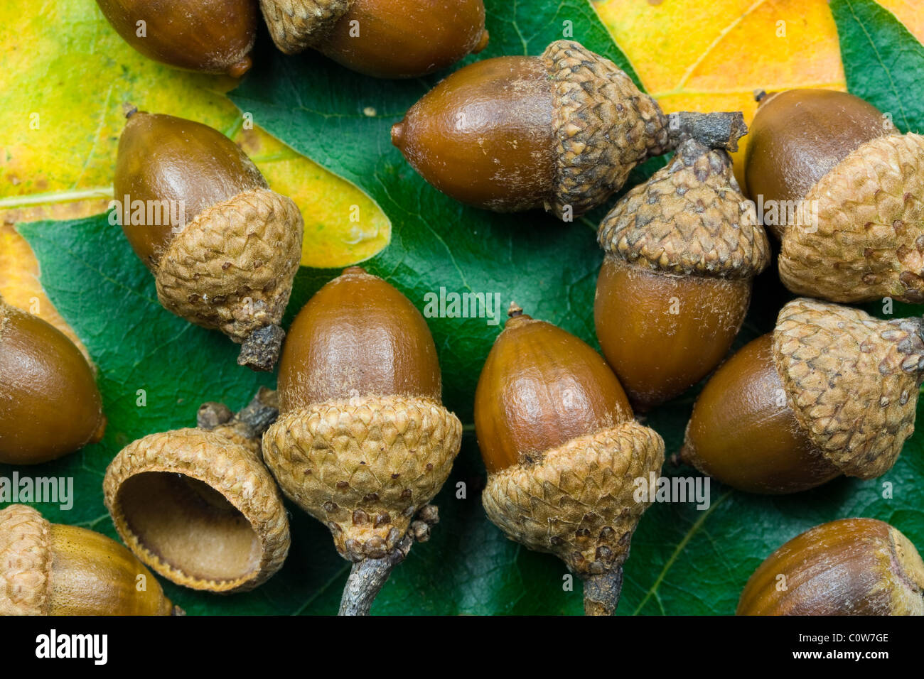 Oak Tree Seeds - les glands et les feuilles Photo Stock - Alamy