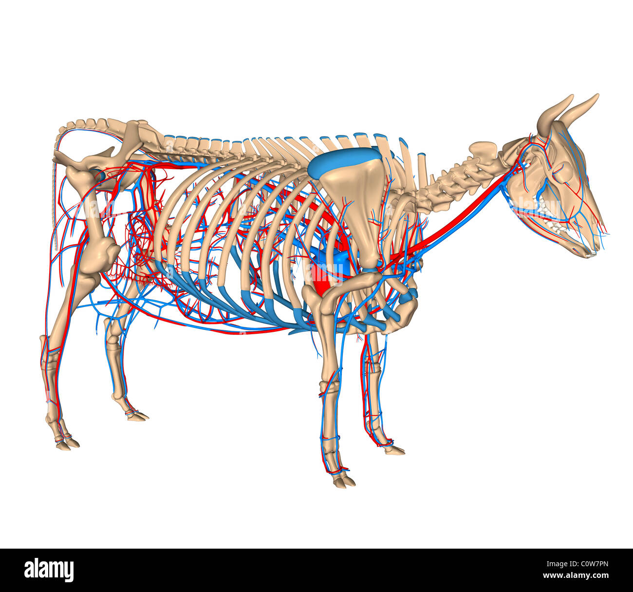 Anatomie Du Coeur Banque d'image et photos - Alamy