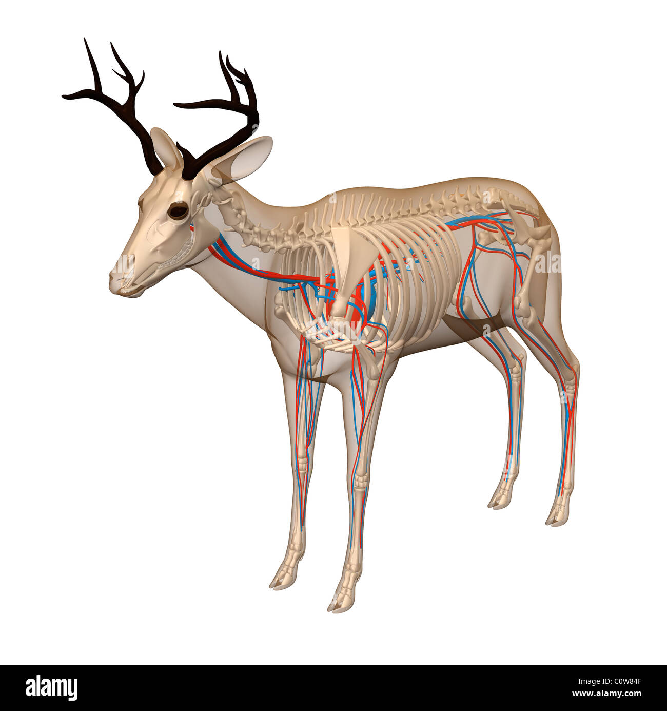 Circulation coeur anatomie cerf squelette corps transparent Photo Stock ...