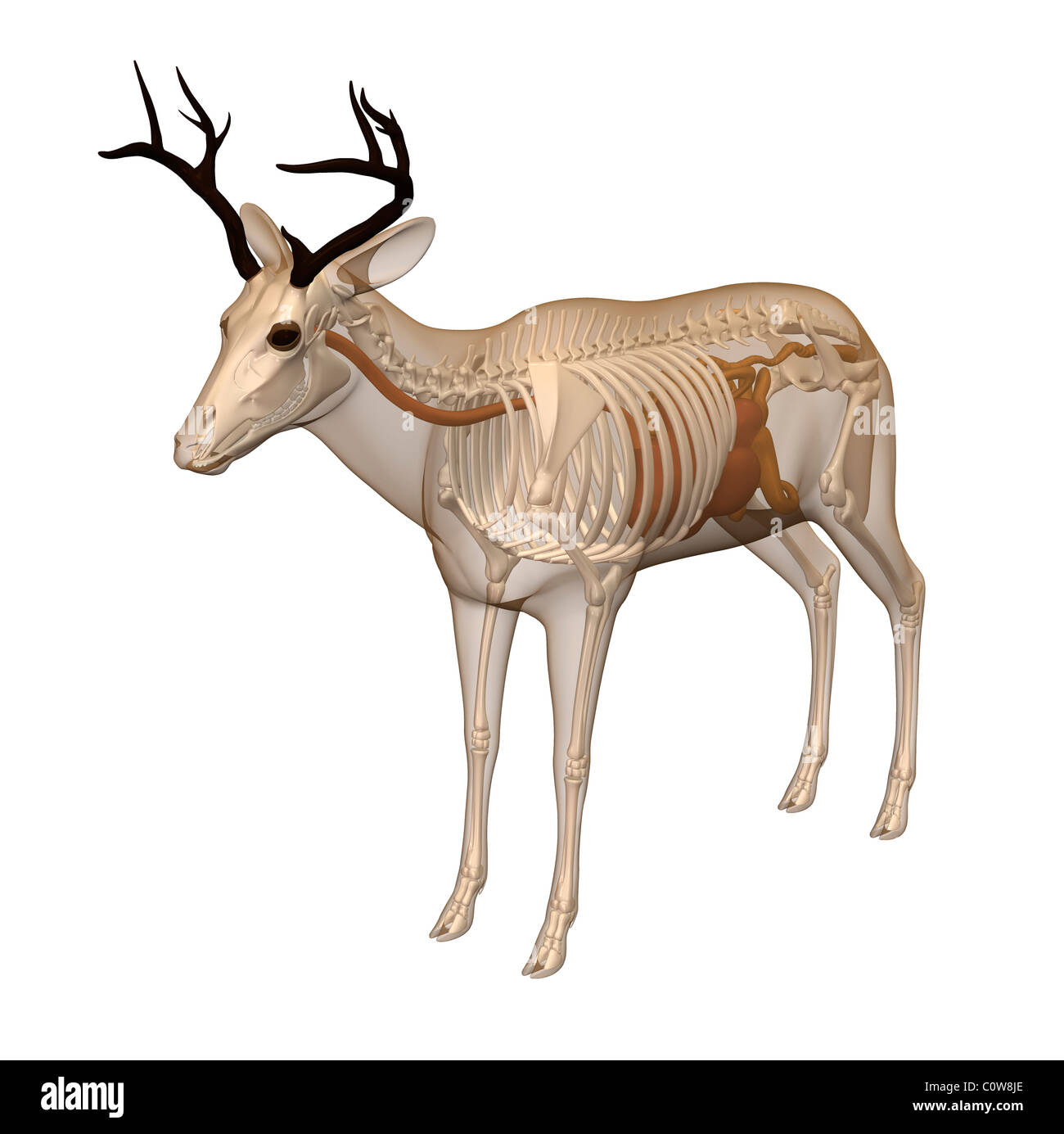 Anatomie squelette deer digestion organe transparent Photo Stock - Alamy