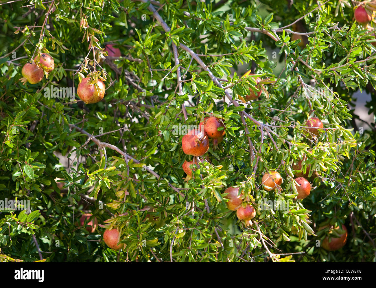 Grenadiers avec des fruits Banque de photographies et d’images à haute ...