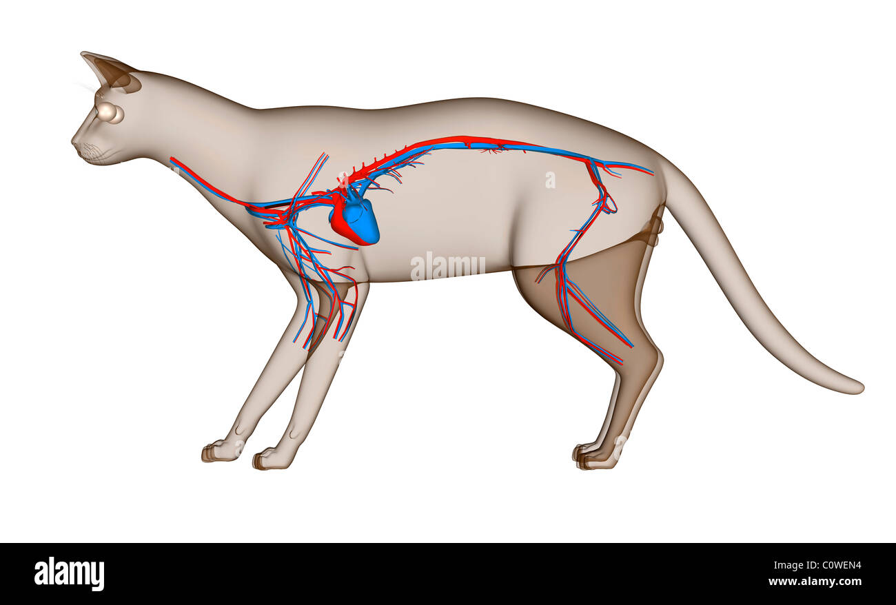 Anatomie cardiaque et vaisseaux sanguins Banque d'images détourées - Alamy