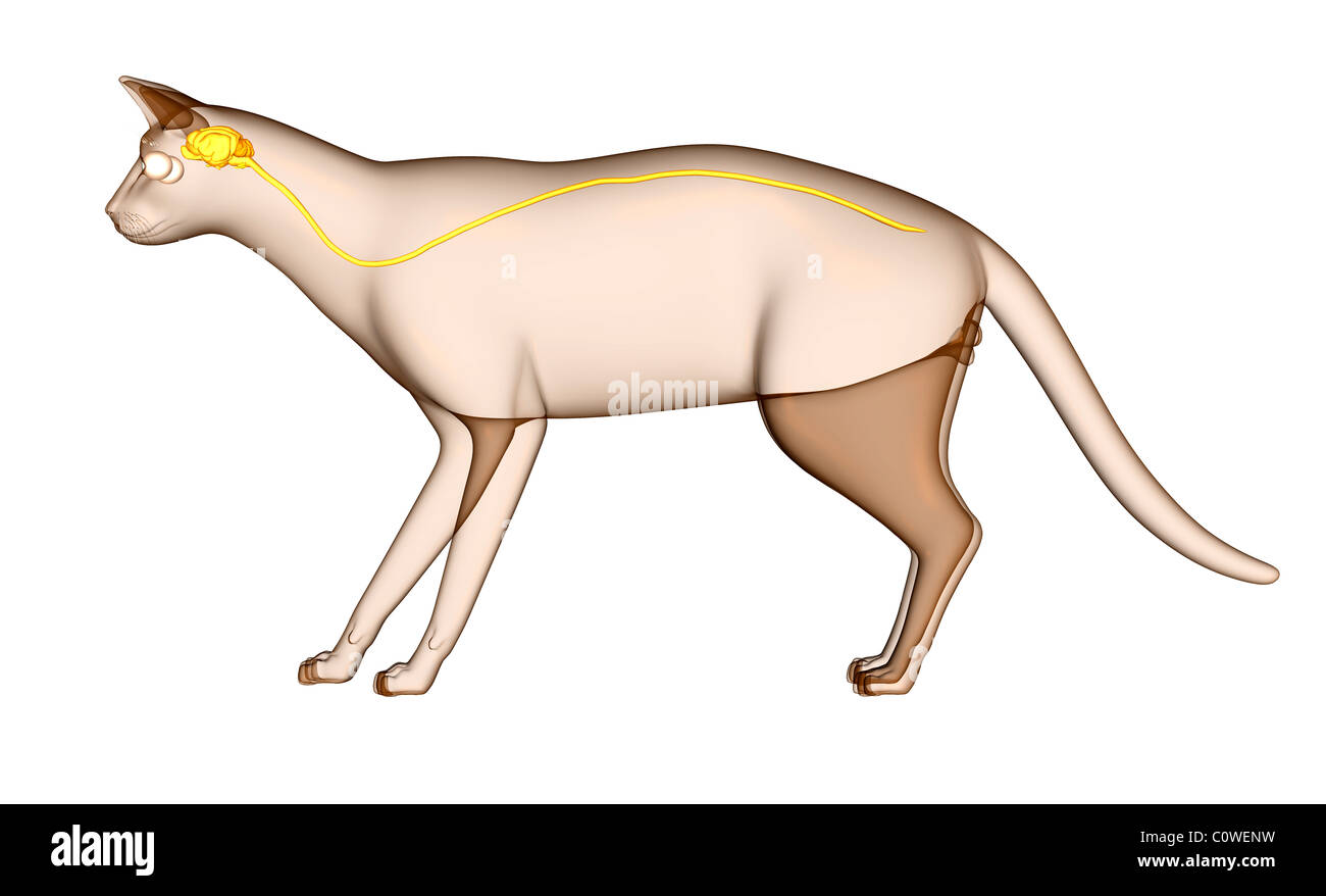 Anatomie du cerveau de chat Photo Stock - Alamy