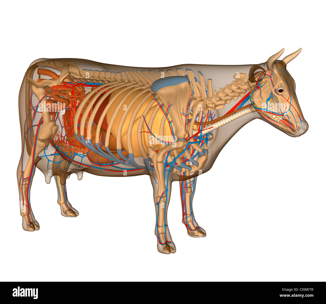 Anatomie de la vache d'organes Photo Stock - Alamy