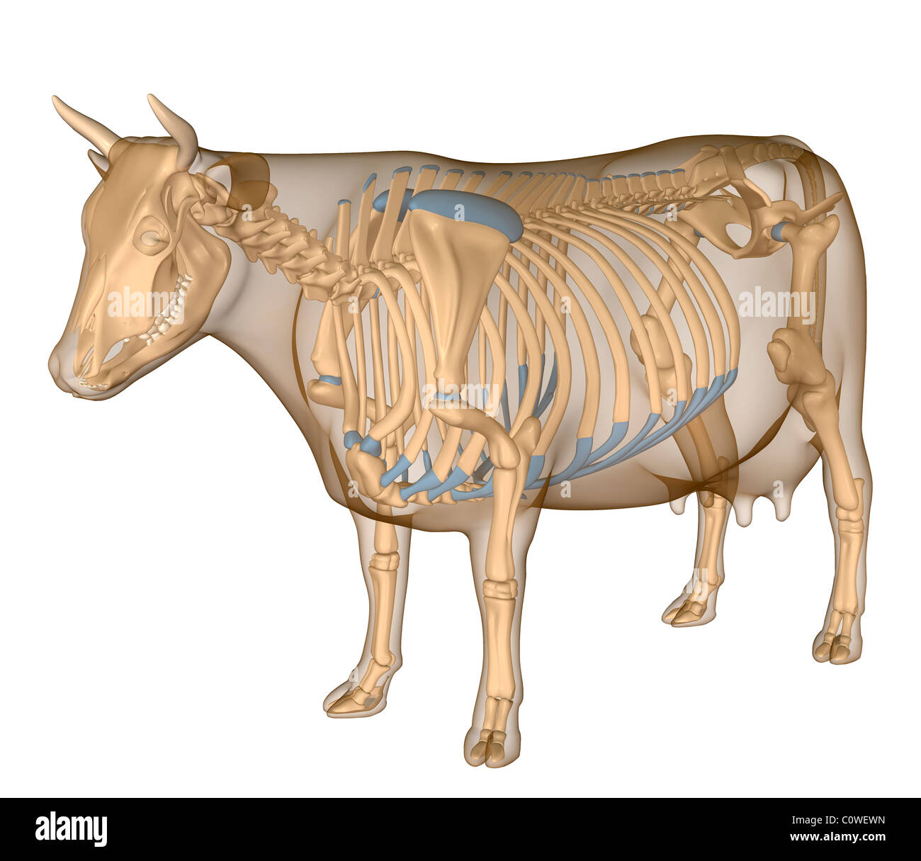 Cow anatomy Banque de photographies et d’images à haute résolution - Alamy