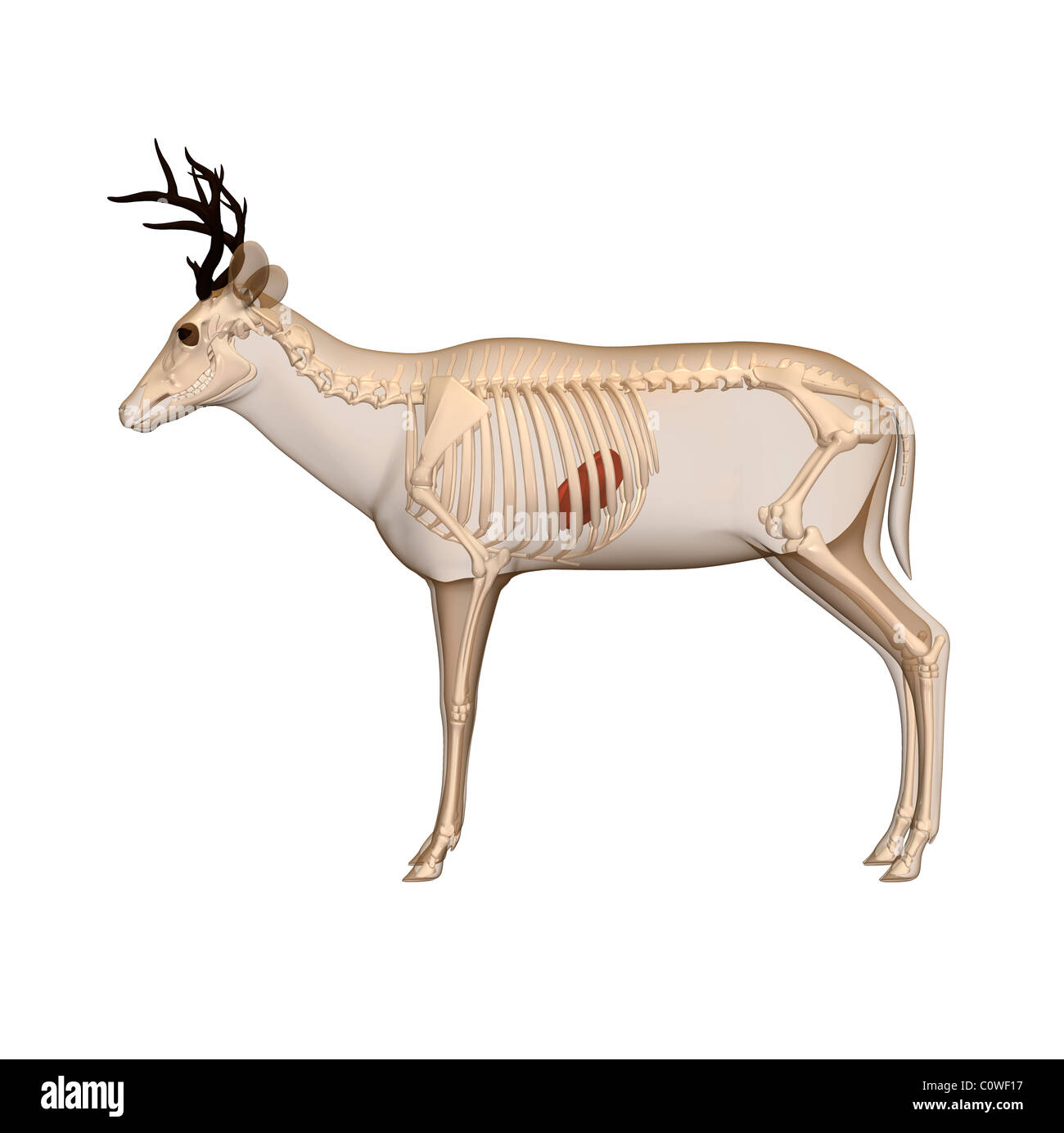 Anatomie squelette de foie de cerf corps transparent Photo Stock - Alamy