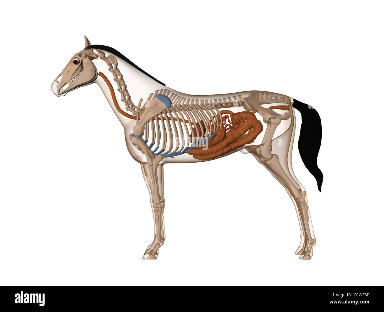L'anatomie du cheval squelette estomac digestion Photo Stock - Alamy
