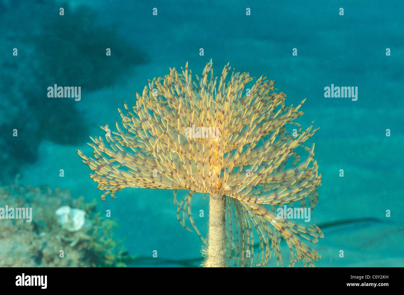 Red tube worm Banque de photographies et d’images à haute résolution ...