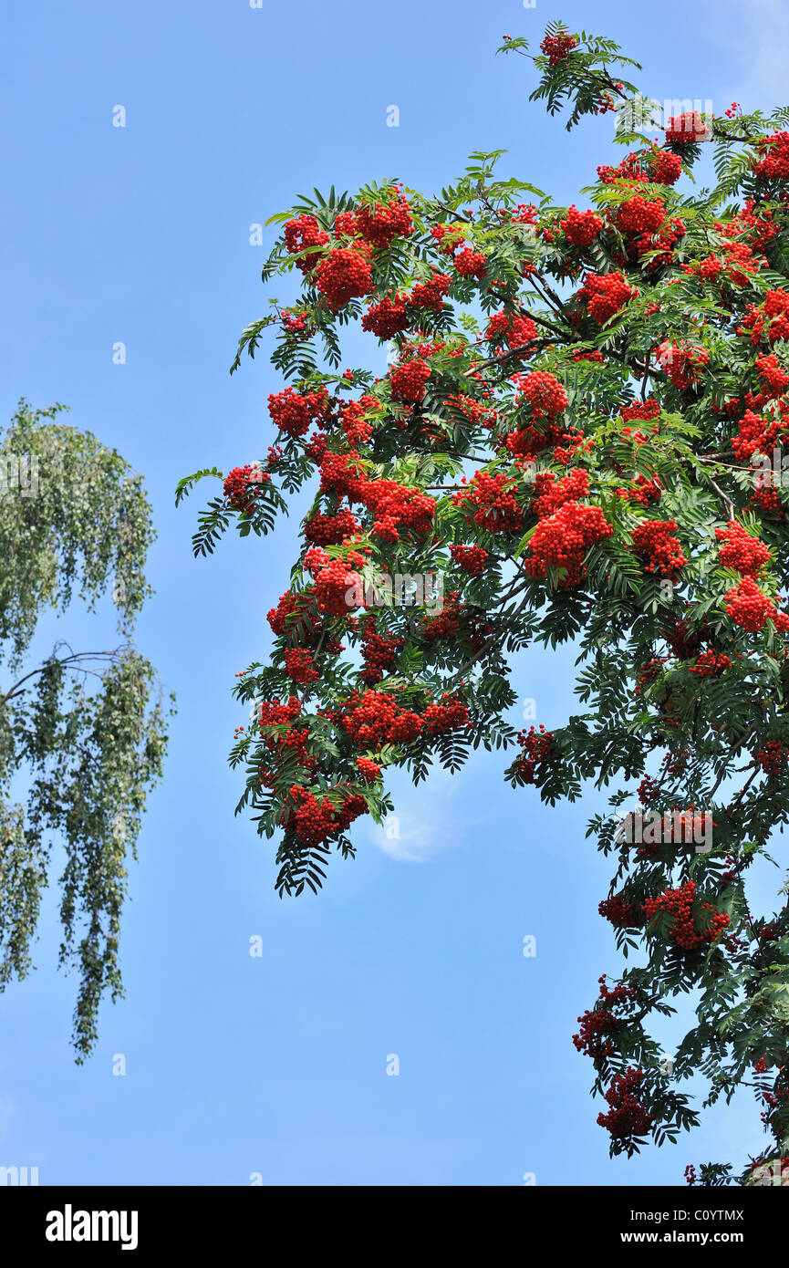 Sorbus aucuparia Banque de photographies et d’images à haute résolution ...