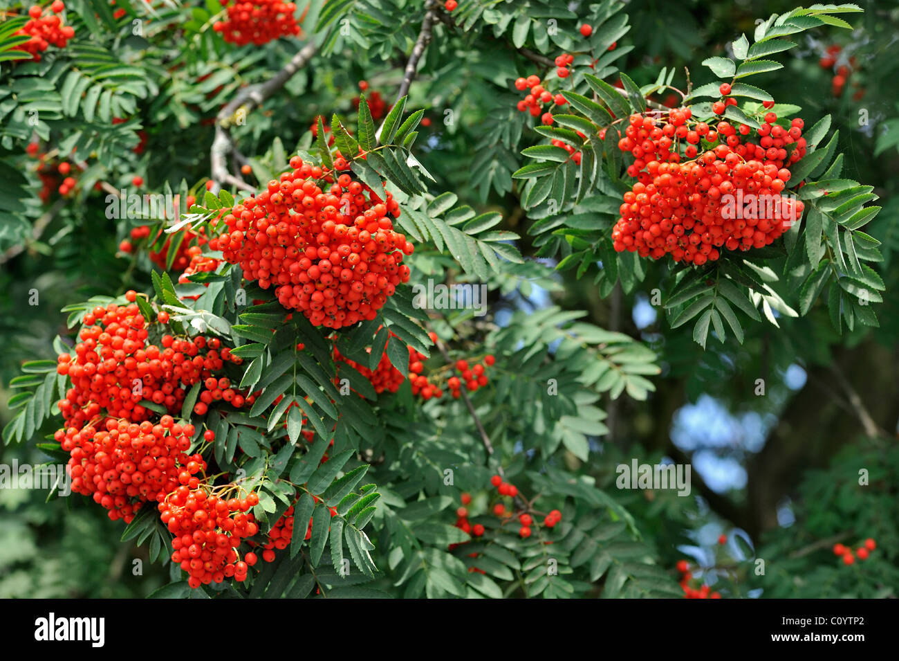 Sorbus aucuparia france Banque de photographies et d’images à haute ...