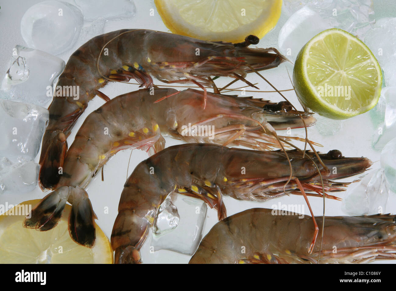 Tiger prawns Banque de photographies et d’images à haute résolution - Alamy