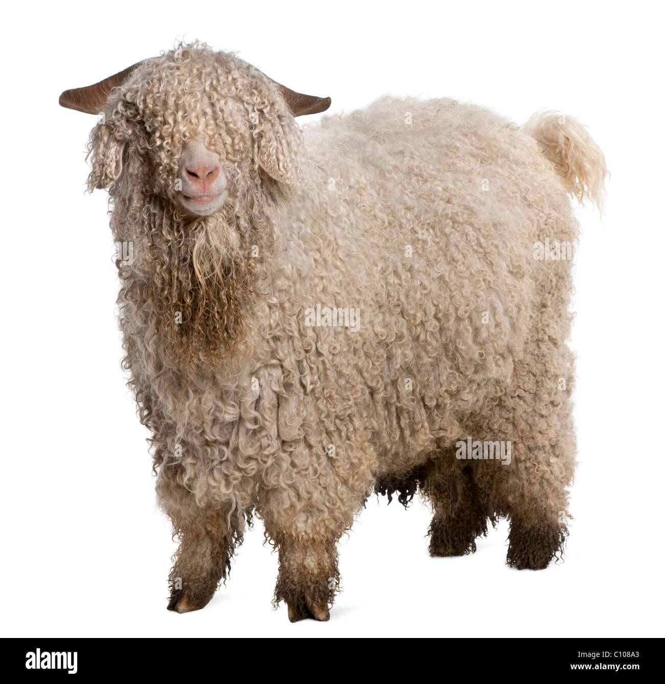 Angora goat Banque de photographies et d’images à haute résolution - Alamy