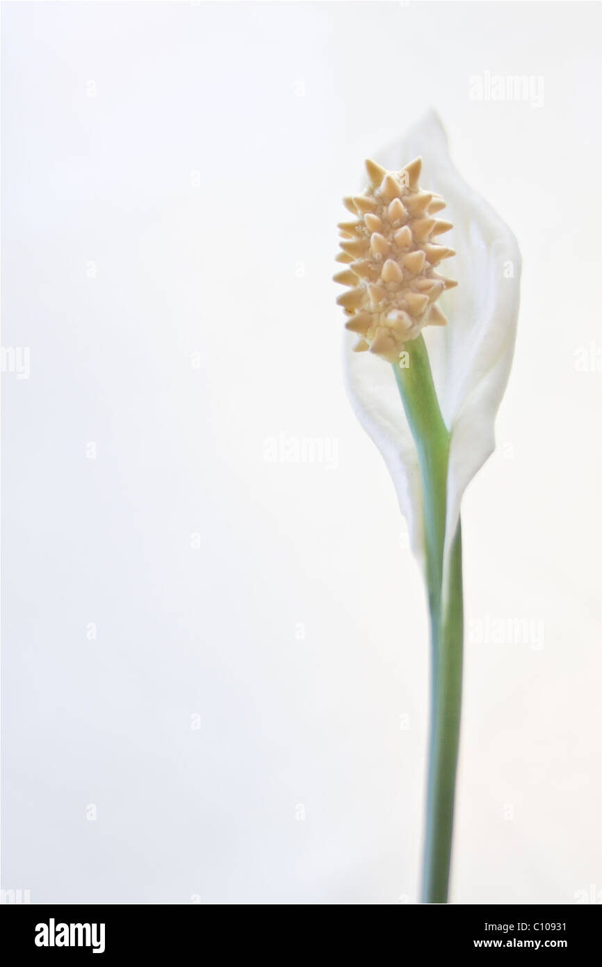 Anthère de fleur de lys Banque de photographies et d’images à haute ...